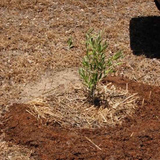 Berm Building and Mulching for Water Retention – Cappers Farmer